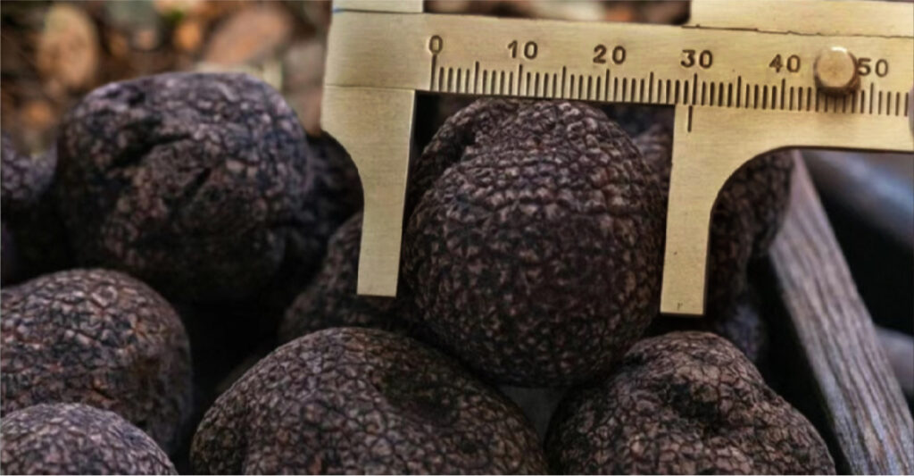 All About The Truffle - Donser